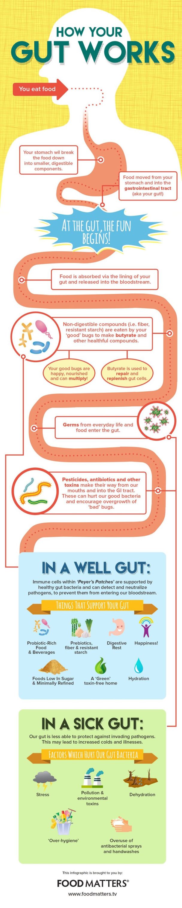 Data Chart : How to Understand Your Gut and Keep It Healthy ...