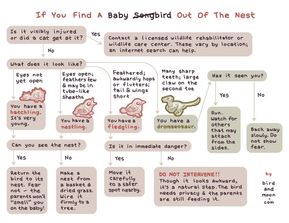 Infographic : What to do if you find a bird out of the nest ...