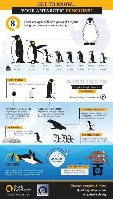 Visual : Basic penguin guide – Infographic.tv – Number one infographics ...