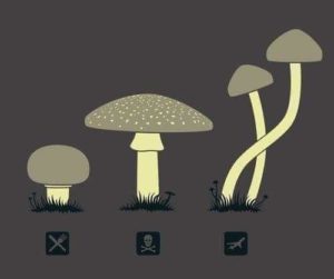 Visual : Mushrooms – Infographic.tv – Number one infographics & data ...