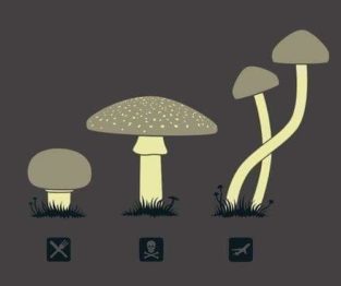 Visual : Mushrooms – Infographic.tv – Number one infographics & data ...