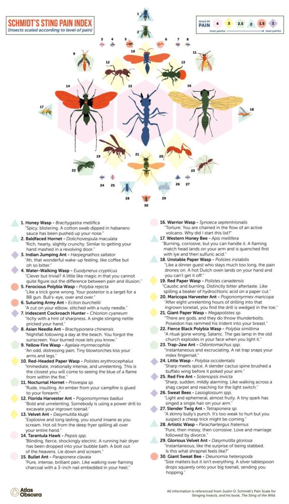 Visual : The Schmidt Pain Index (Sting Pain Guide) – Infographic.tv ...
