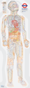 Visual : The human body as a subway map – Infographic.tv – Number one ...