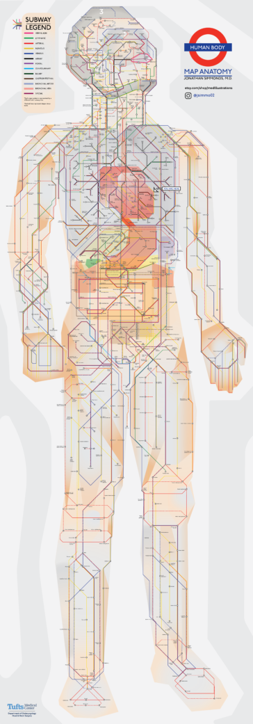 Visual : The human body as a subway map - Infographic.tv - Number one ...