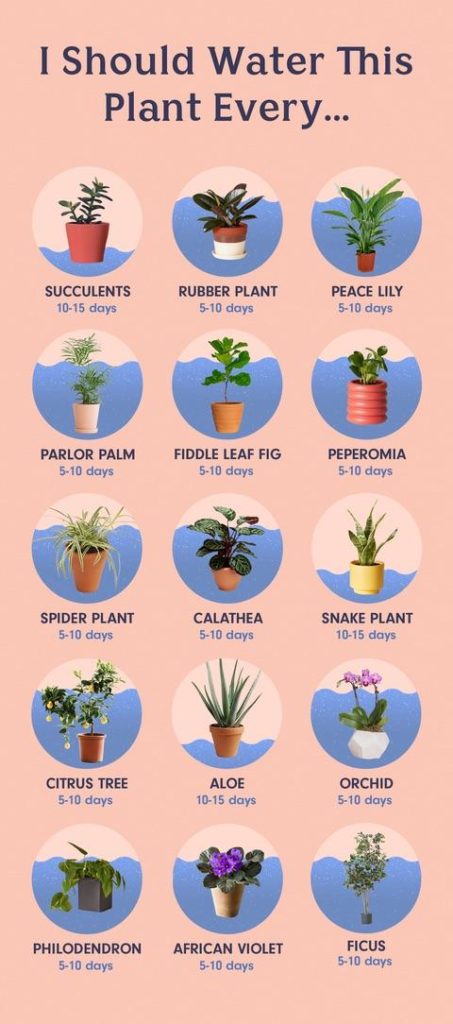 Visual : When to water your plants – Infographic.tv – Number one ...