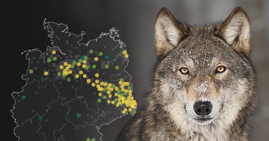 data visualization : How far does the wolf live from your home ...