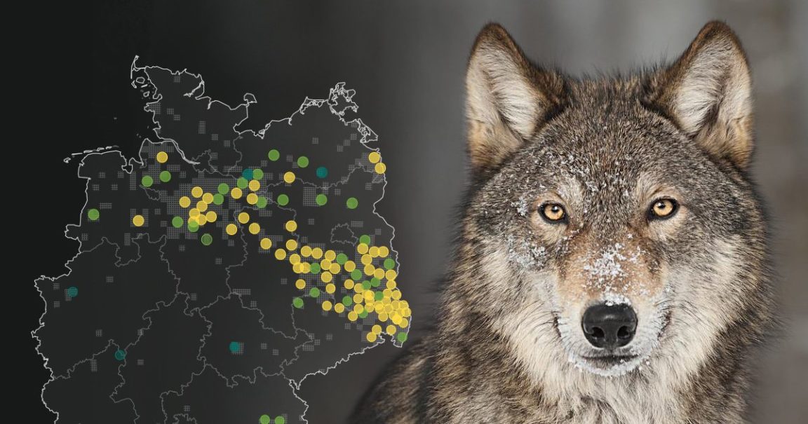 data visualization : How far does the wolf live from your home ...