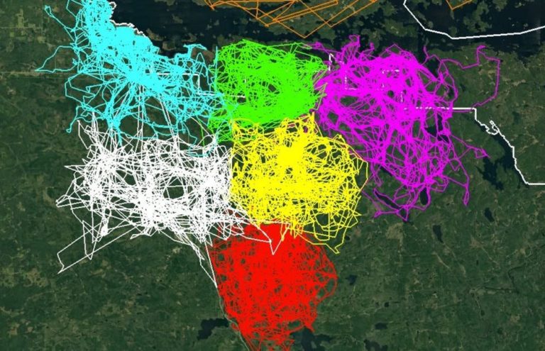 data visualization : This data map of Minnesota wolves is incredible ...