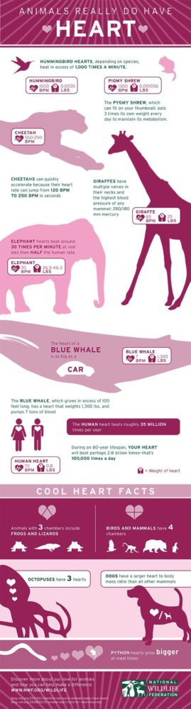 Data Chart : A fun way to celebrate Valentine’s Day! – Infographic.tv ...