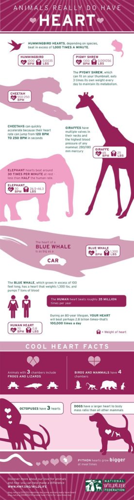 Data Chart : A fun way to celebrate Valentine’s Day! – Infographic.tv ...