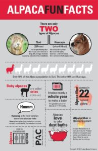 Data Chart : Alpaca Infographic - #Alpacas - Infographic.tv - Number ...