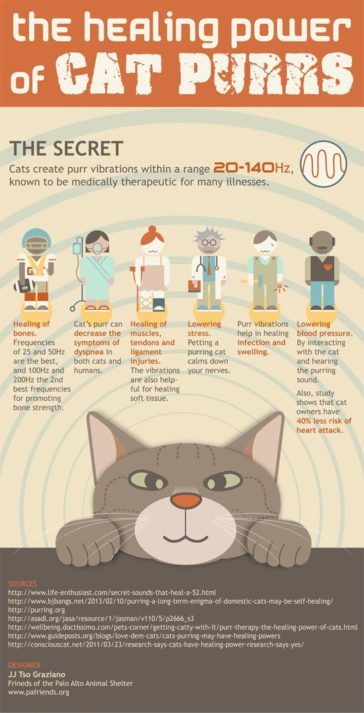 Data Chart : Cats create purr vibrations within a range 20-140Hz, known ...