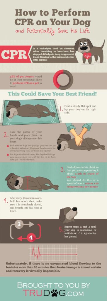 Data Chart : How Dog CPR Could Potentially Save Your Pet’s Life ...