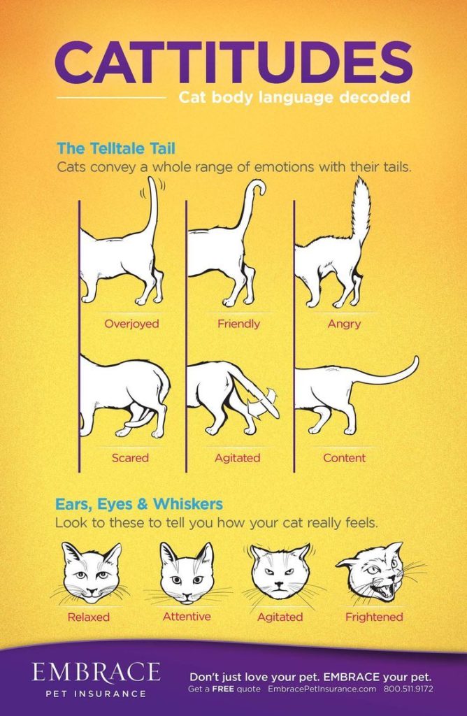 Data Chart : Learn to read your cat’s body language! For more on cat ...