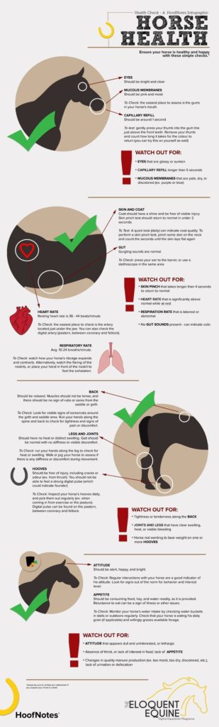 Data Chart : Making sure your horse is healthy and happy is an ...
