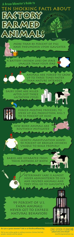 Data Chart : Shocking Facts About Factory Farmed Animals [INFOGRAPHIC ...