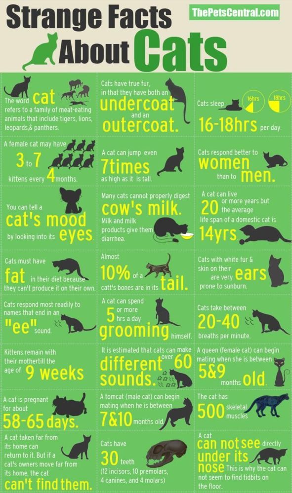 Data Chart : Strange Facts About Cats Infographic - Infographic.tv ...