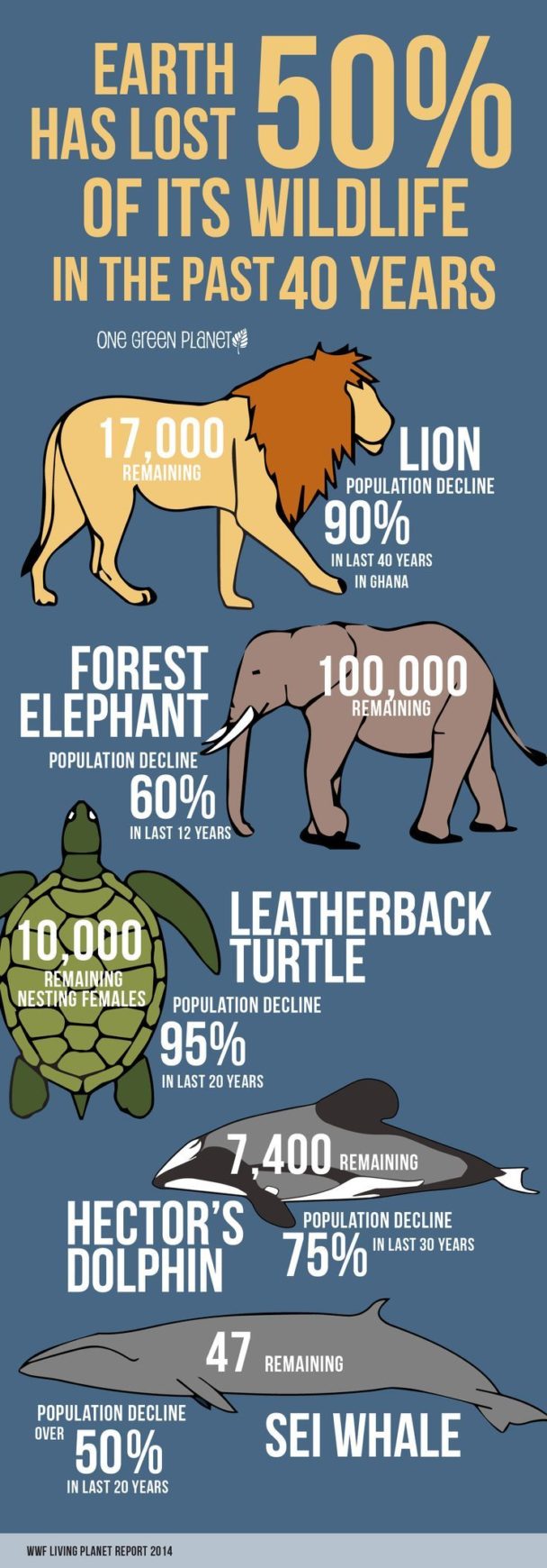 Data Chart : This Infographic on How Much Wildlife We’ve Lost in the ...