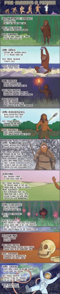 Visual : A VERY Basic overview of the Known human stages of evolution ...