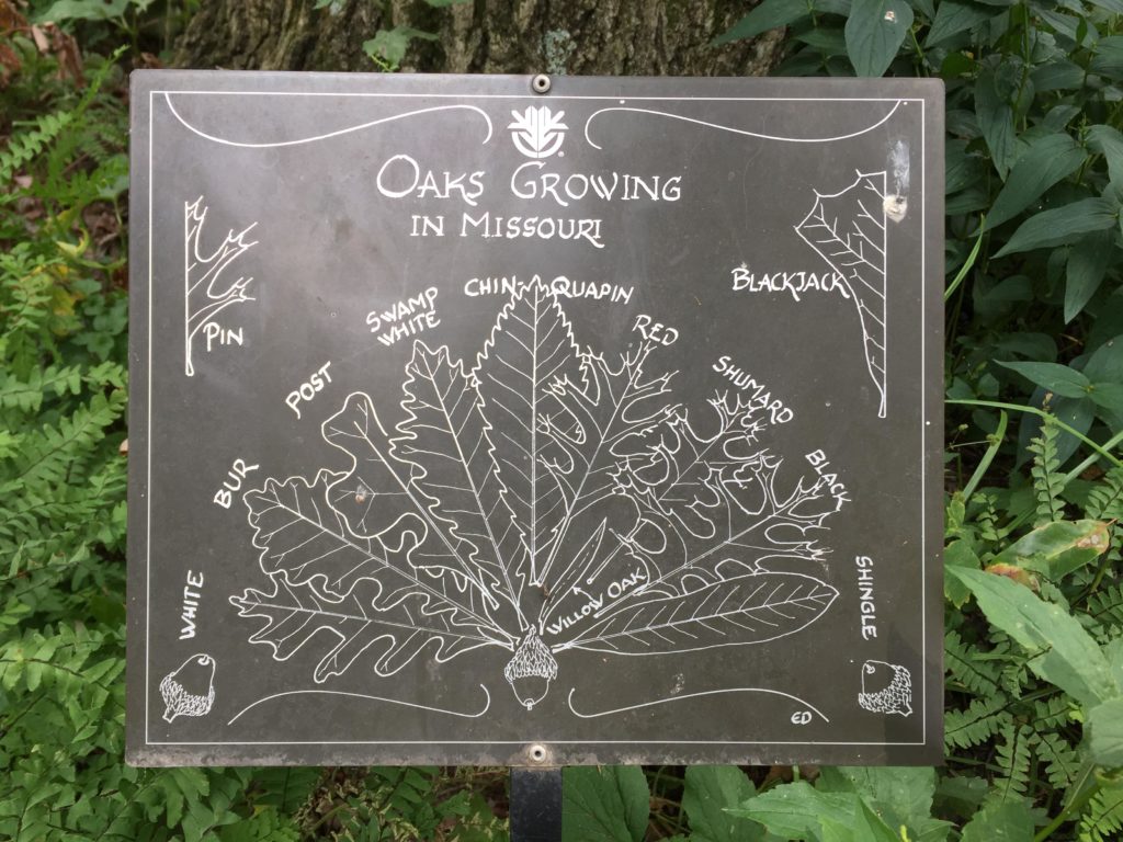 Visual : Guide to Missouri oak trees by leaf type - Infographic.tv ...