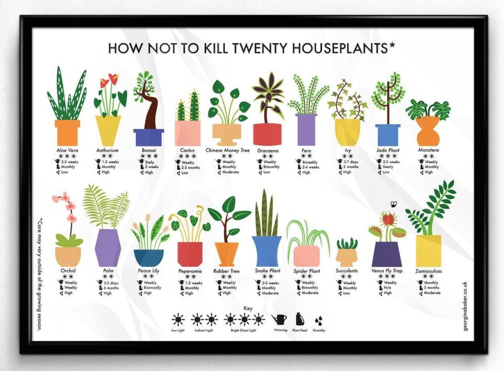 Visual : How Not To Kill 20 Houseplants – Infographic.tv – Number one ...