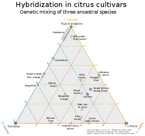 Visual : How the three orignal citrus fruits (mandarins, citrons and ...