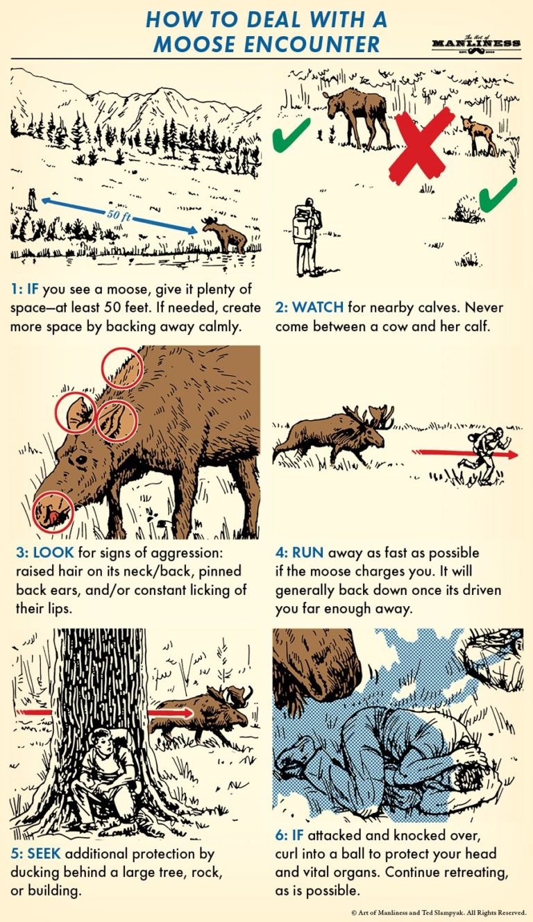 Visual : How to deal with a moose encounter – Infographic.tv – Number ...