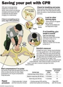 Visual : How to give CPR to your pet – Infographic.tv – Number one ...
