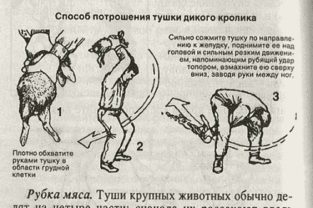 Visual : How to squeeze a rabbit. - Infographic.tv - Number one ...