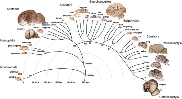Visual : The evolution of the brain. – Infographic.tv – Number one ...