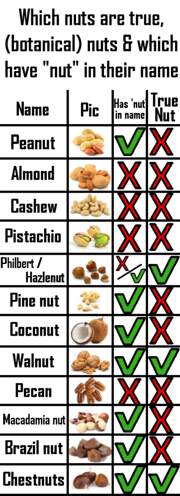 Visual : Which nuts are nuts – Infographic.tv – Number one infographics ...
