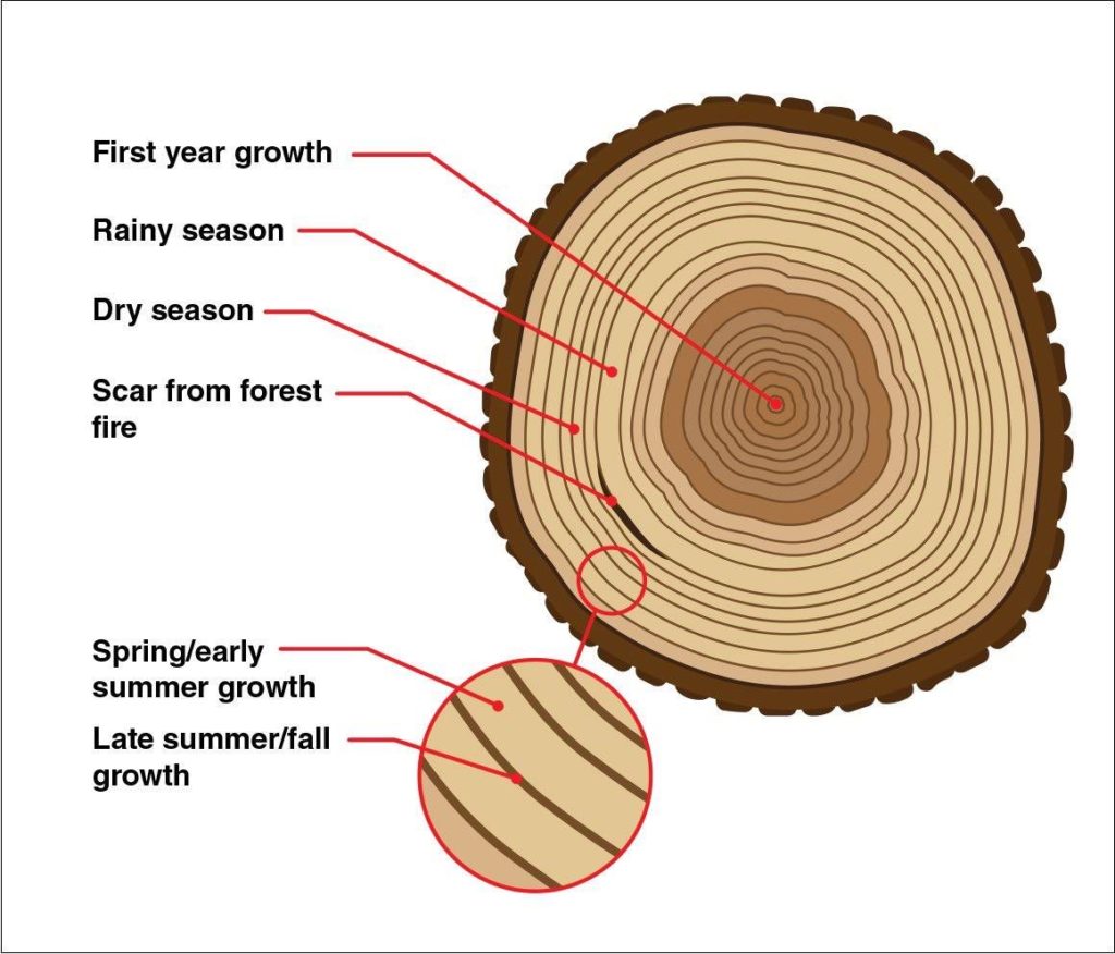 Visual : Wood scales – Infographic.tv – Number one infographics & data ...
