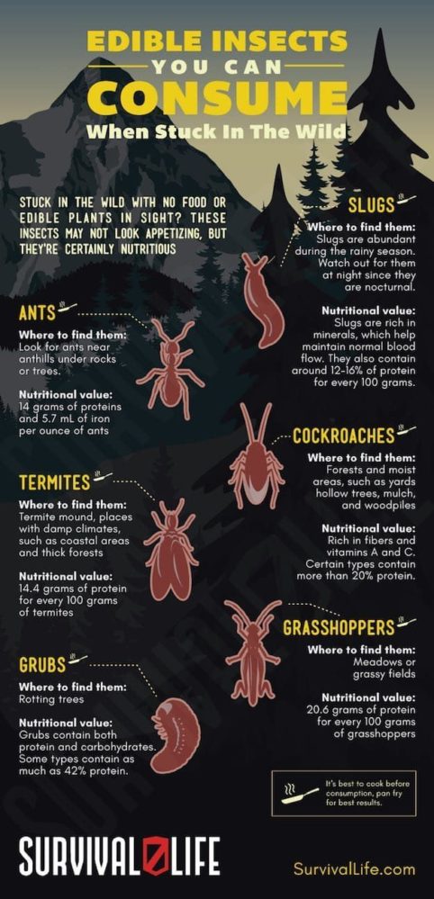 Data Chart : Edible Insects You Can Consume When Stuck In The Wild ...