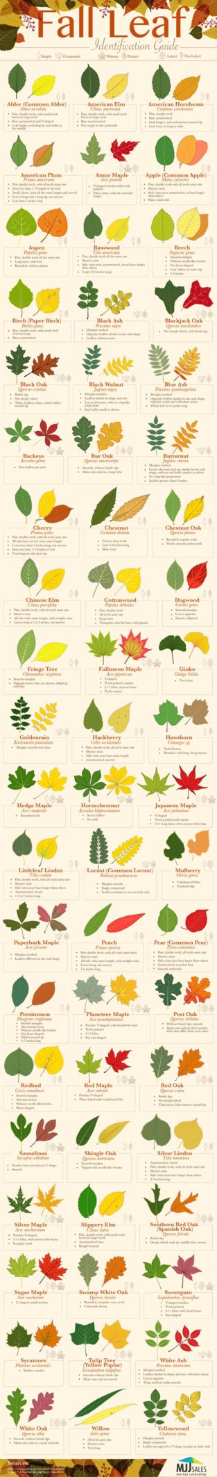 Data Chart : Fall Leaf Identification Guide [Infographic – Infographic ...
