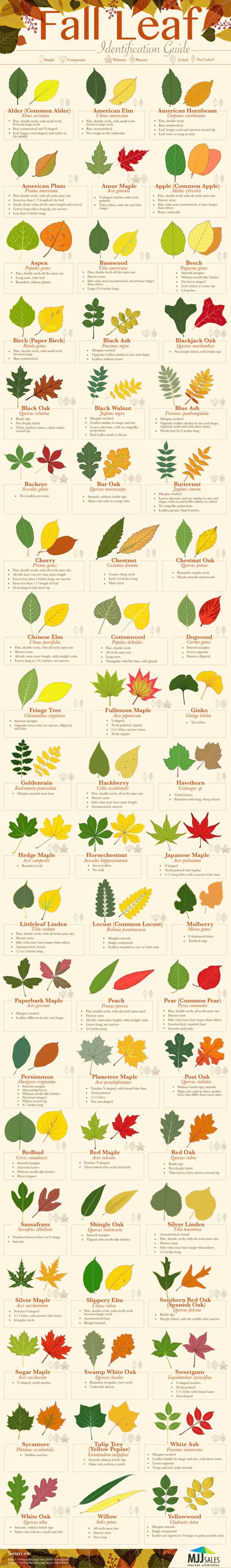 Data Chart : Fall Leaf Identification Guide [Infographic – Infographic ...