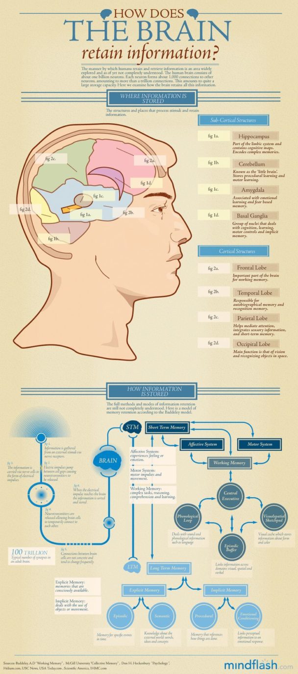 Data Chart : How Does The Brain Retain Information? [Infographic ...
