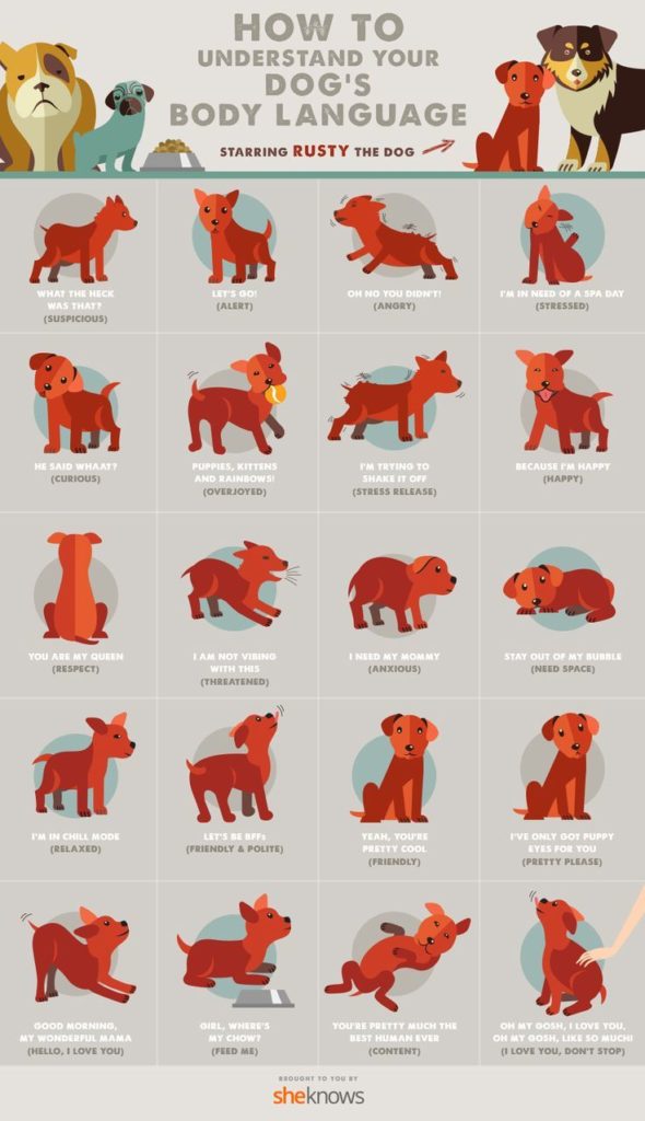 Data Chart : Read your dog’s body language with this handy guide ...