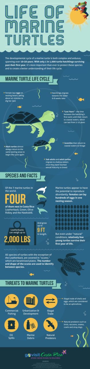 Data Chart : The Life of Marine Turtles [Infographic – Infographic.tv ...