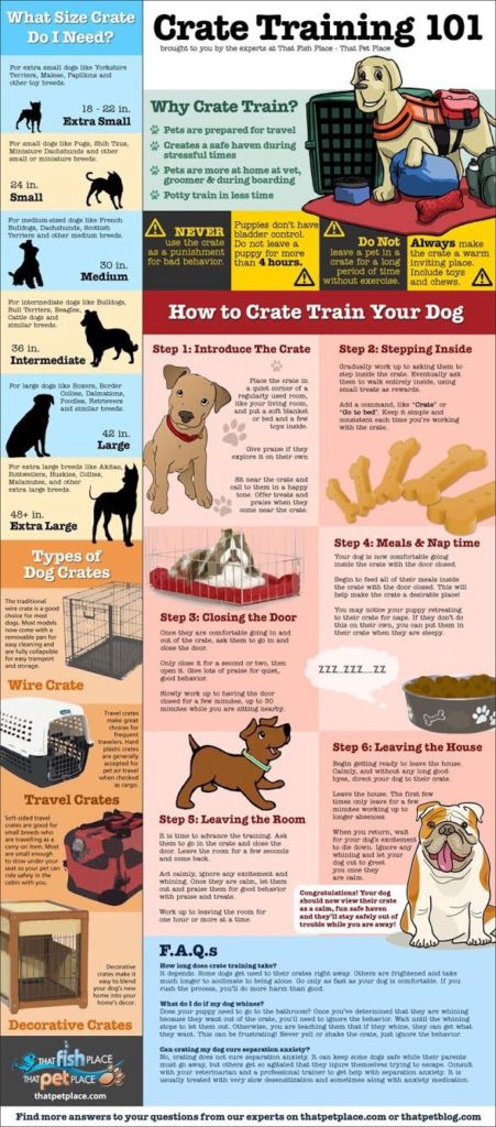 Visual : Basics of crate training – Infographic.tv – Number one ...