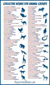 Visual : Collective Nouns for Animal Groups – Infographic.tv – Number ...