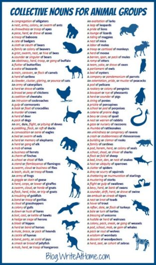 Visual : Collective Nouns for Animal Groups - Infographic.tv - Number ...