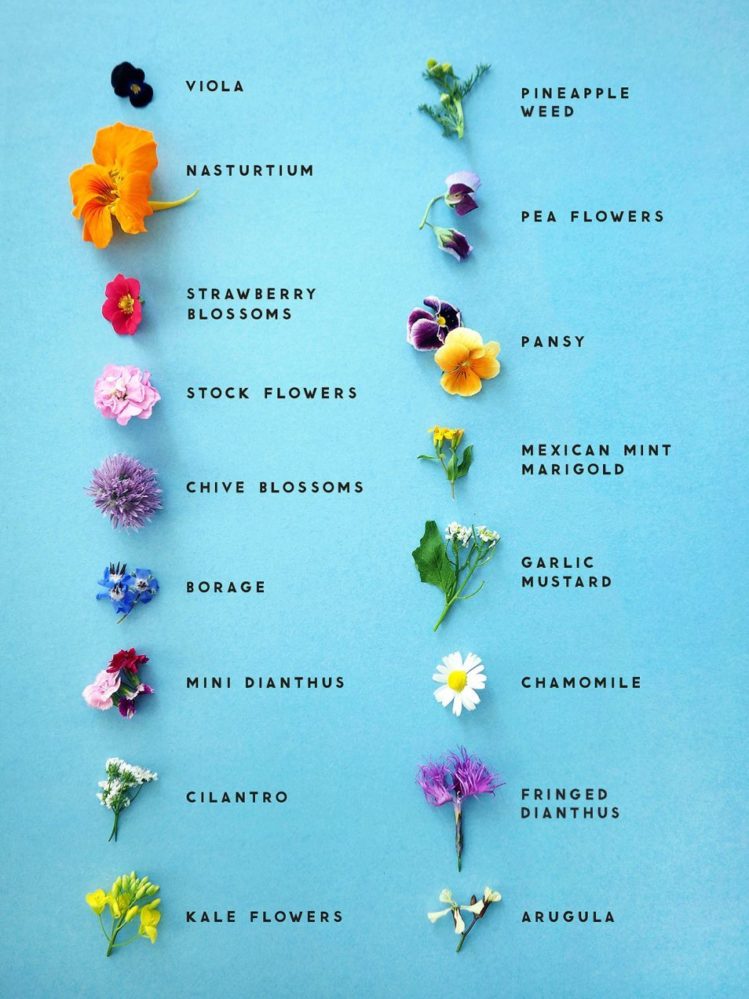 Visual : Common Blossoms – Infographic.tv – Number one infographics ...
