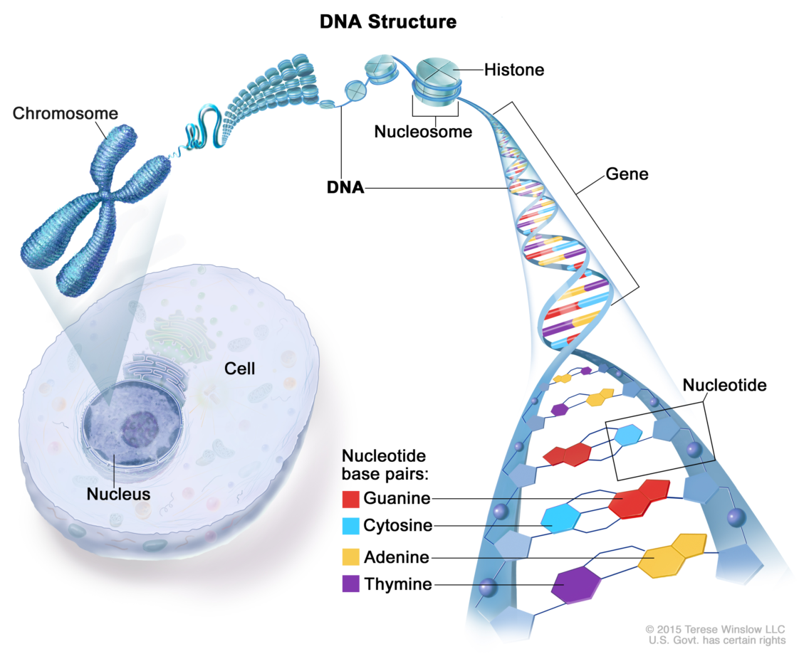 Visual : Cool Diagram Of DNA I Found While Studying – Infographic.tv ...