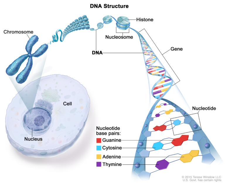 Visual : Cool Diagram Of DNA I Found While Studying – Infographic.tv ...