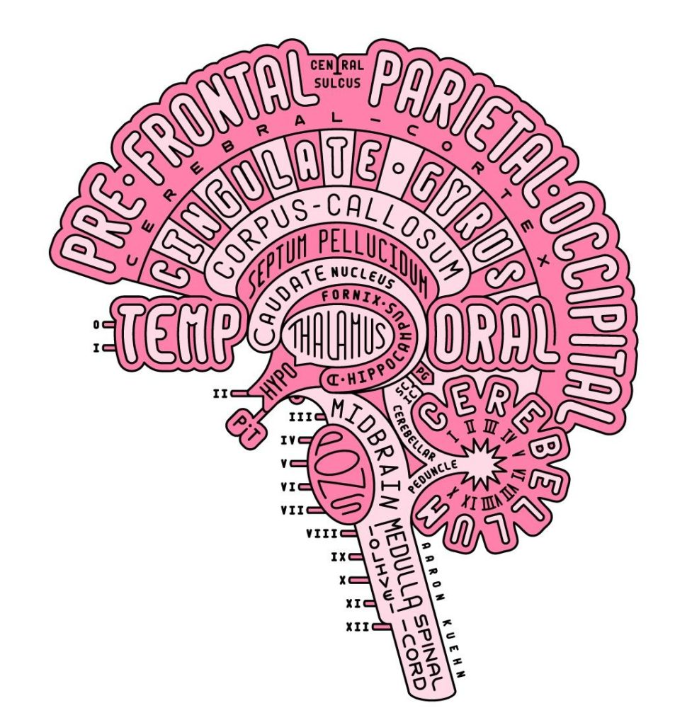 Visual : Cool guide to the brain (credit : www.aaronkuehn.com ...
