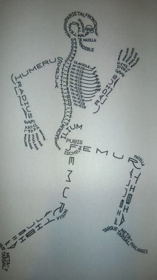 Visual : Cool human bone diagram guide – Infographic.tv – Number one ...
