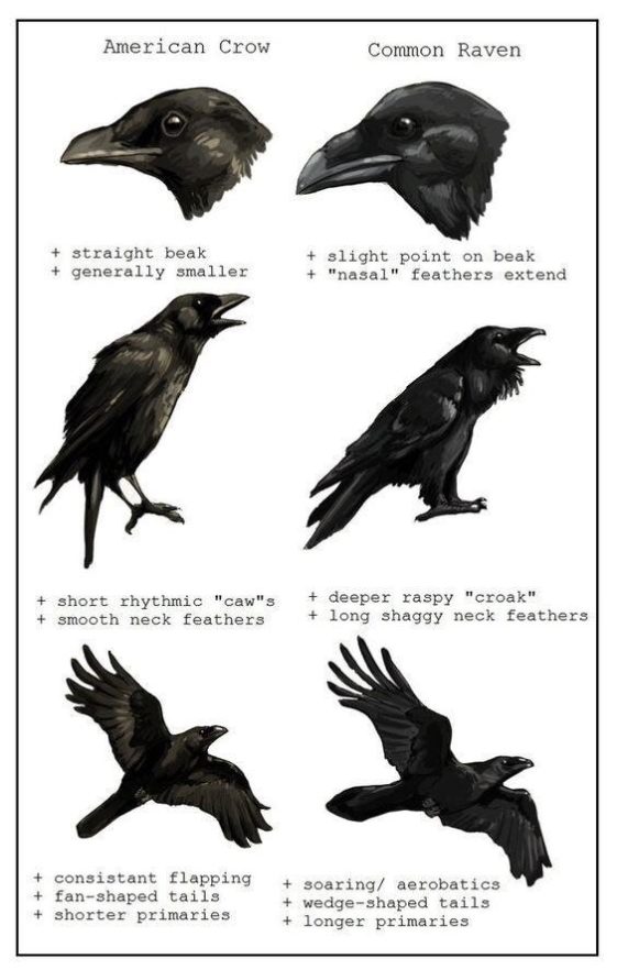Visual : Crow vs Raven – Infographic.tv – Number one infographics ...
