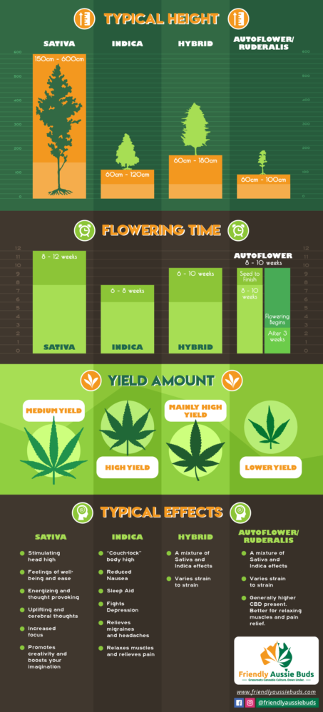 Visual : Strain Selection and Information Infographic - Infographic.tv ...