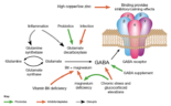 Visual : The GABA Function with Stress, Excitotoxicity, and Etc ...