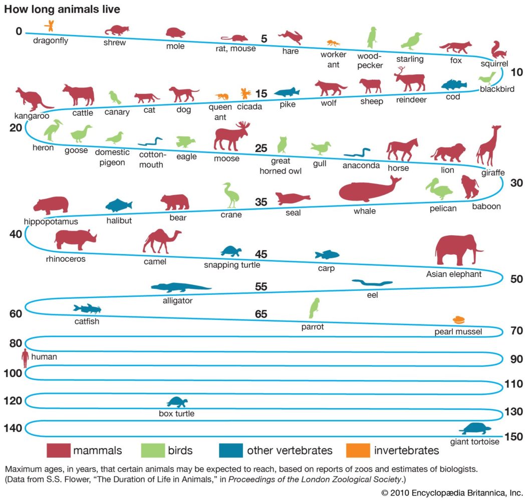 data visualization : Animal Life Expectancy – Infographic.tv – Number ...